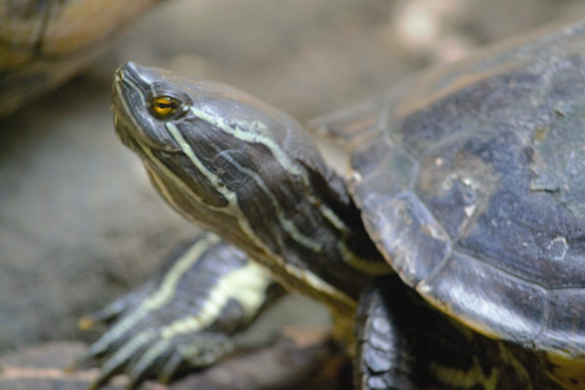 Hicotea o Jicotea Sureña - Fauna Dominicana