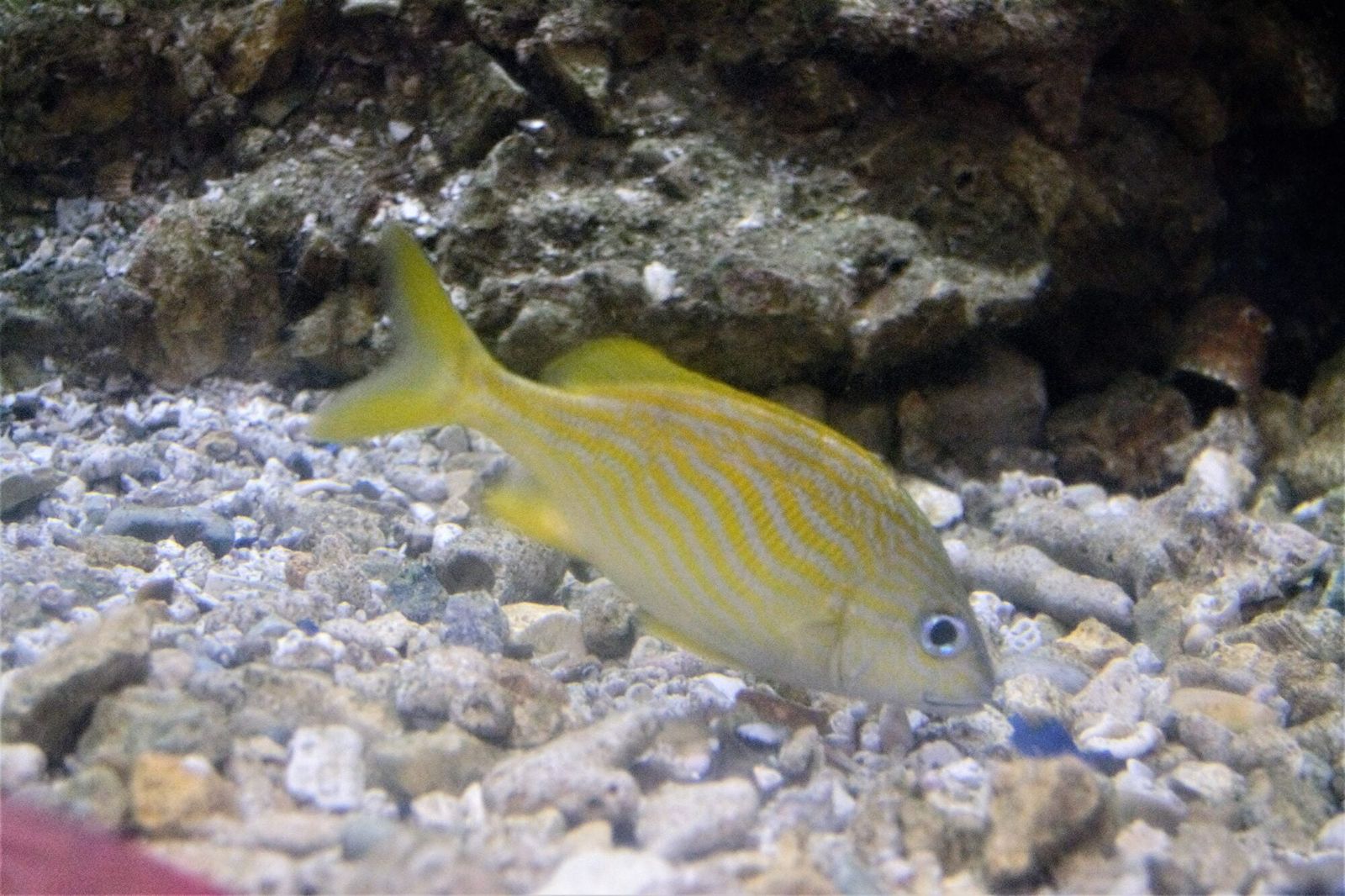 Bocayate Francés o Ronco Amarillo. - Fauna Dominicana