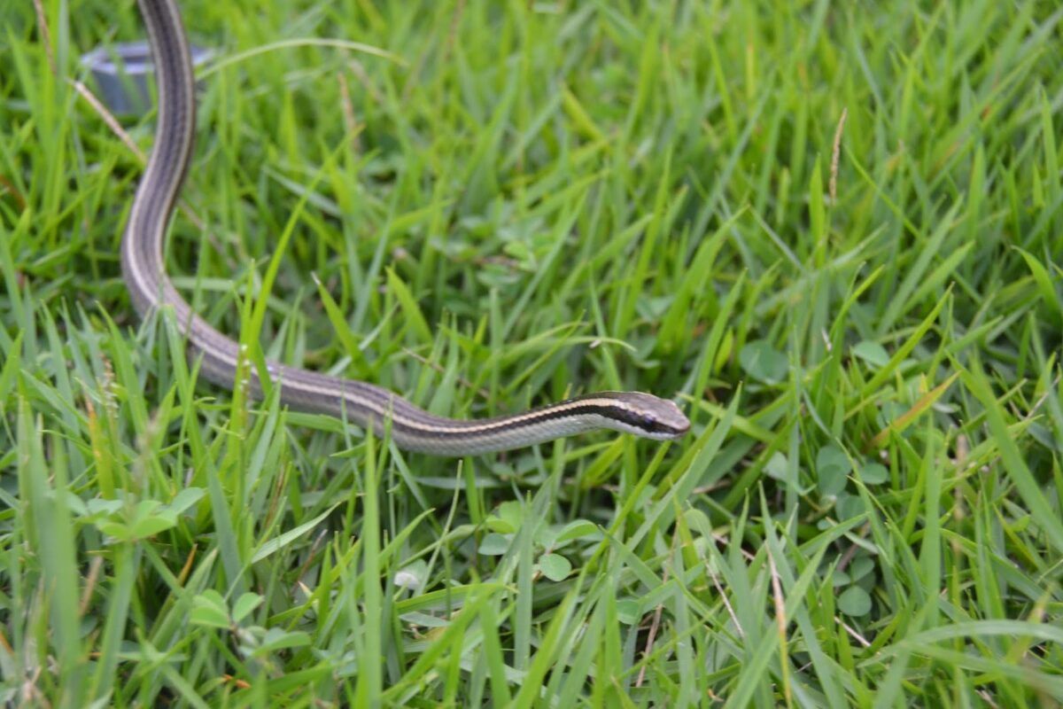 Culebra Corredora Negra - Fauna Dominicana