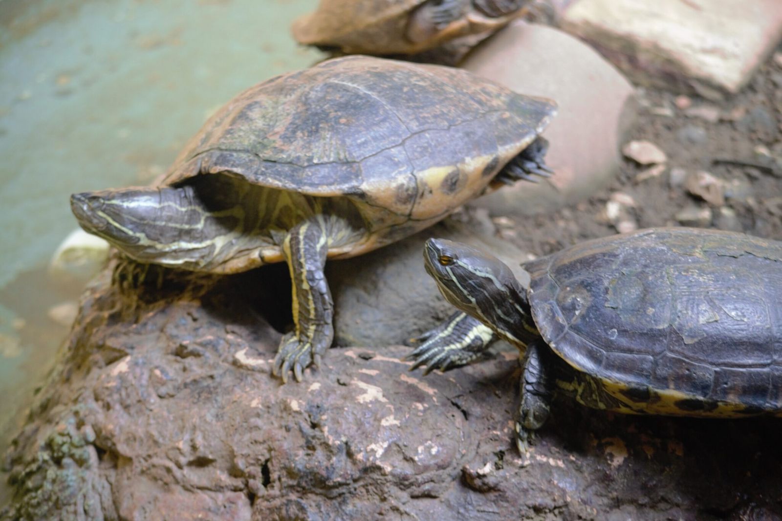 Hicotea o Jicotea Sureña - Fauna Dominicana