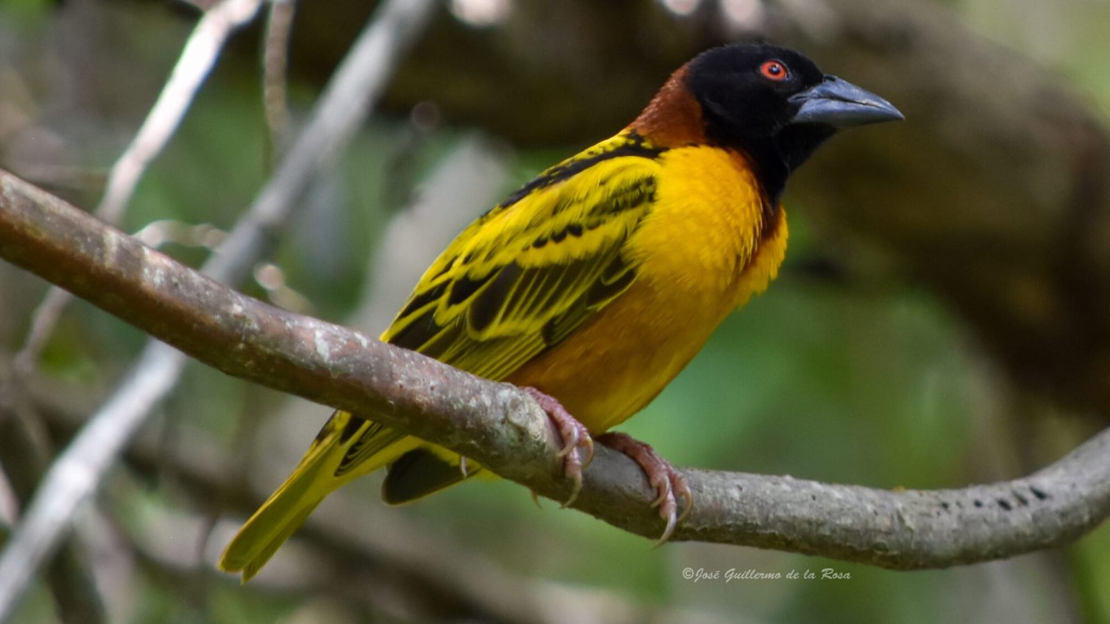 Madam sagá o Chichiguao (Village weaver) - Fauna Dominicana