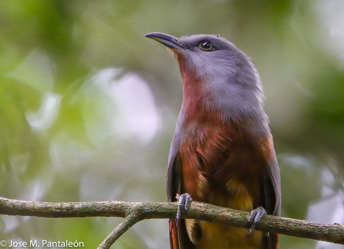 La Cúa - Fauna Dominicana