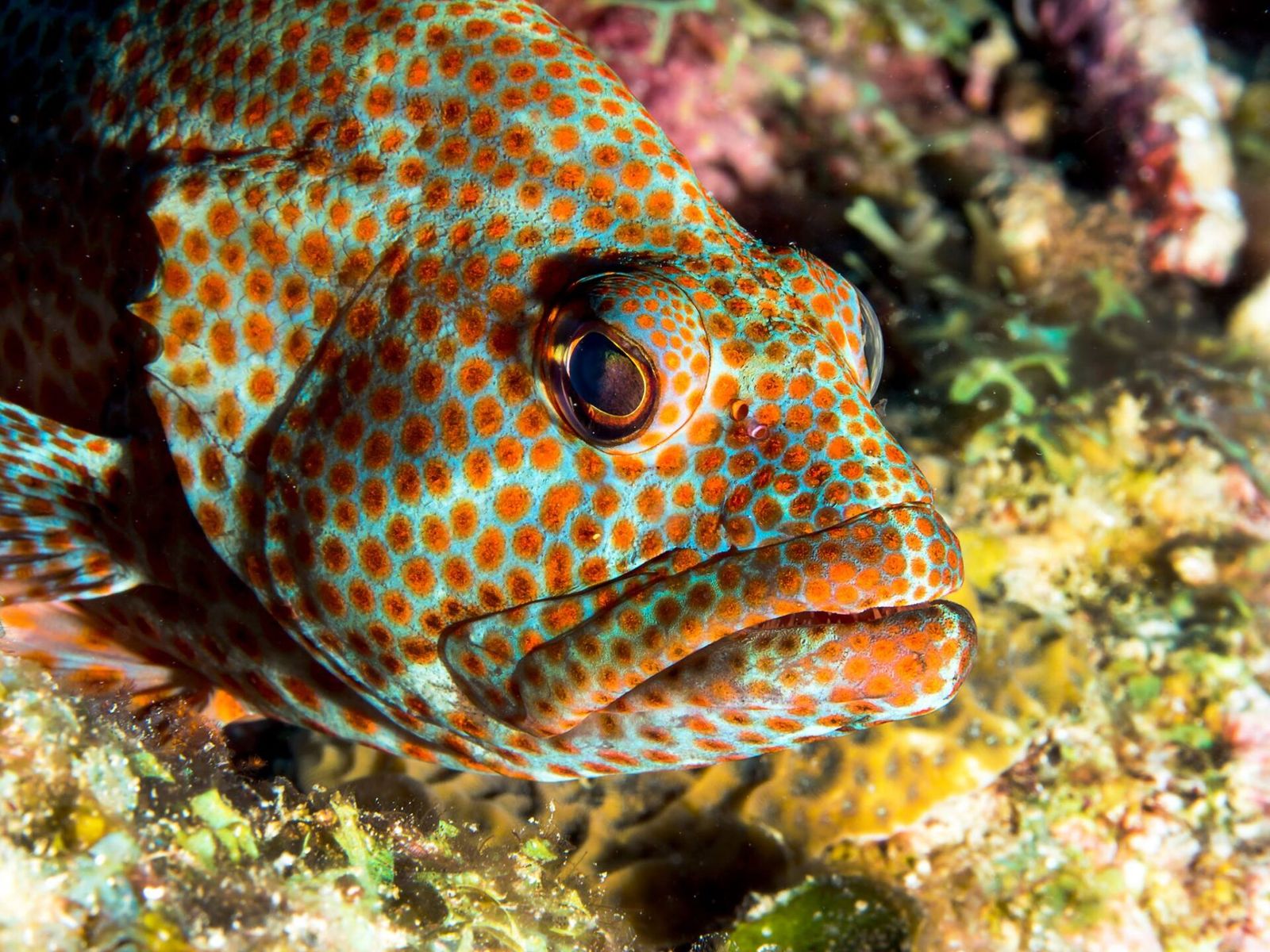 Mero Cabrilla - Fauna Dominicana Fauna Dominicana