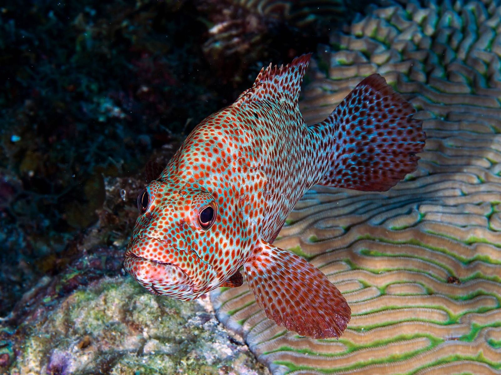 Mero Cabrilla - Fauna Dominicana Fauna Dominicana
