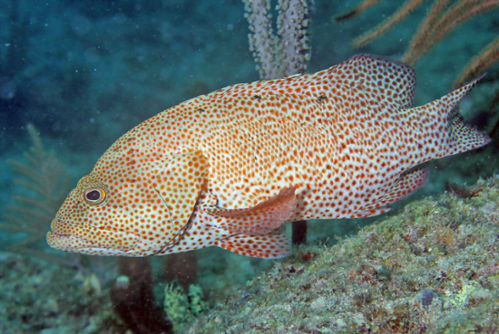 Mero Cabrilla - Fauna Dominicana Fauna Dominicana