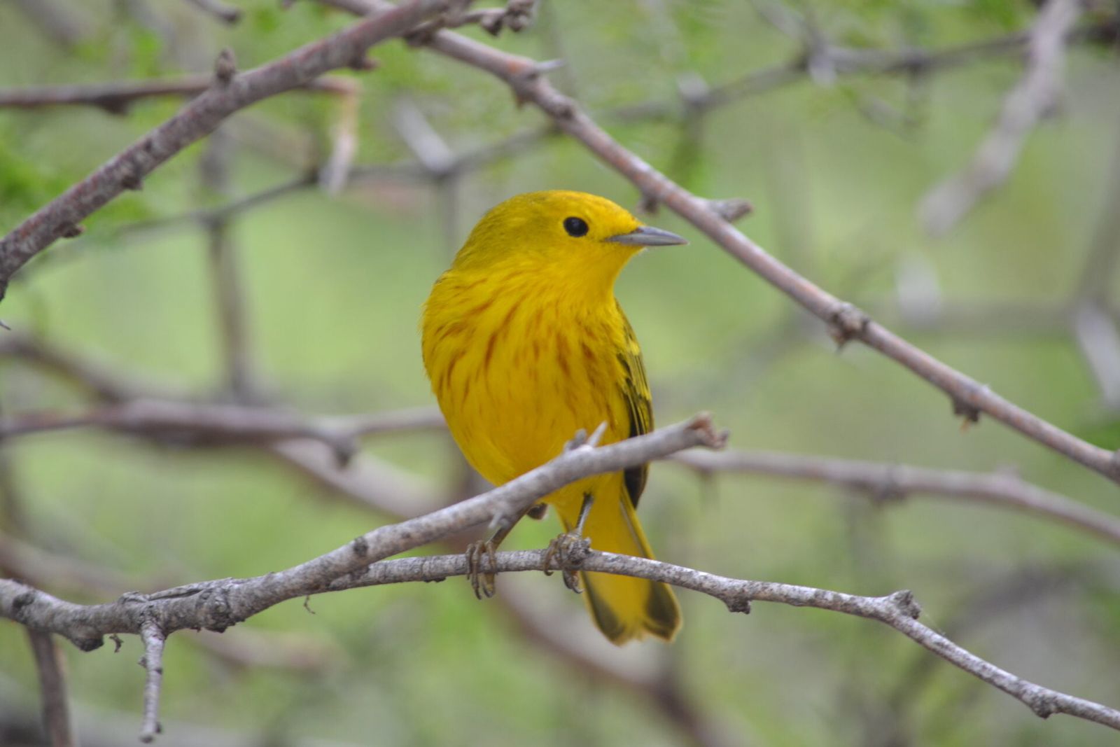 Canario del Manglar - Fauna Dominicana