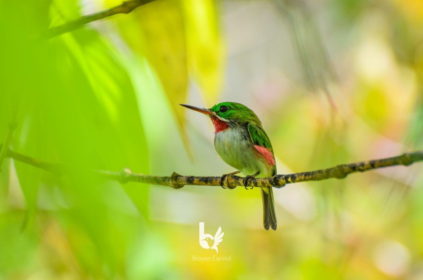 Fauna Dominicana - Biodiversidad de La Hispaniola