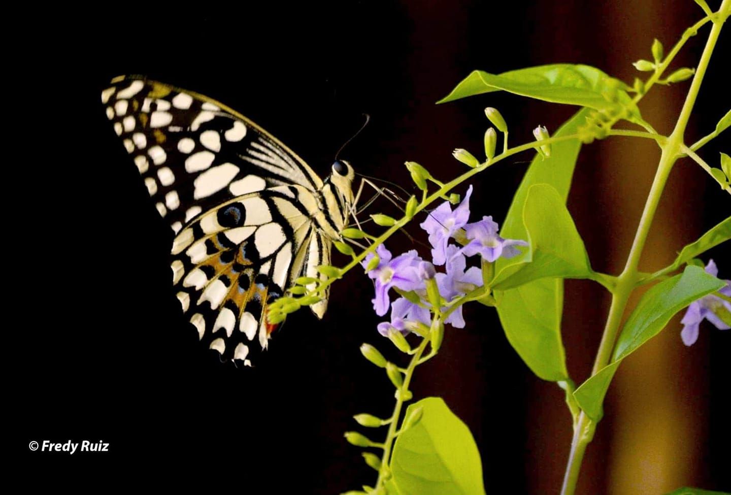 Mariposa del Limón. - Fauna Dominicana