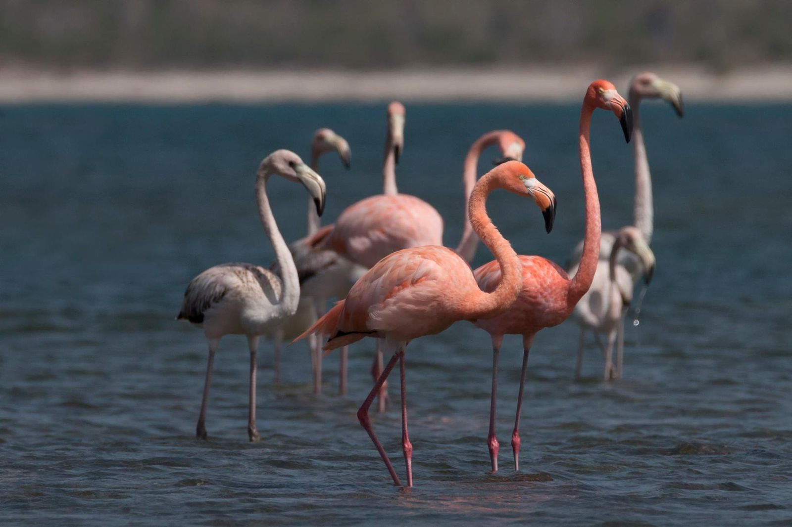 Flamenco - Fauna Dominicana