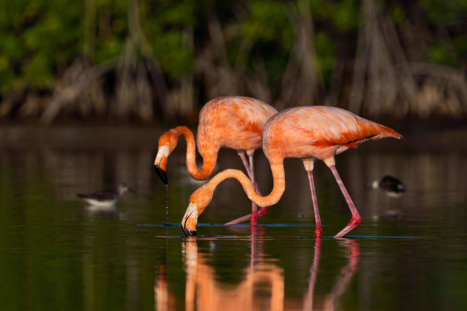 Flamenco - Fauna Dominicana