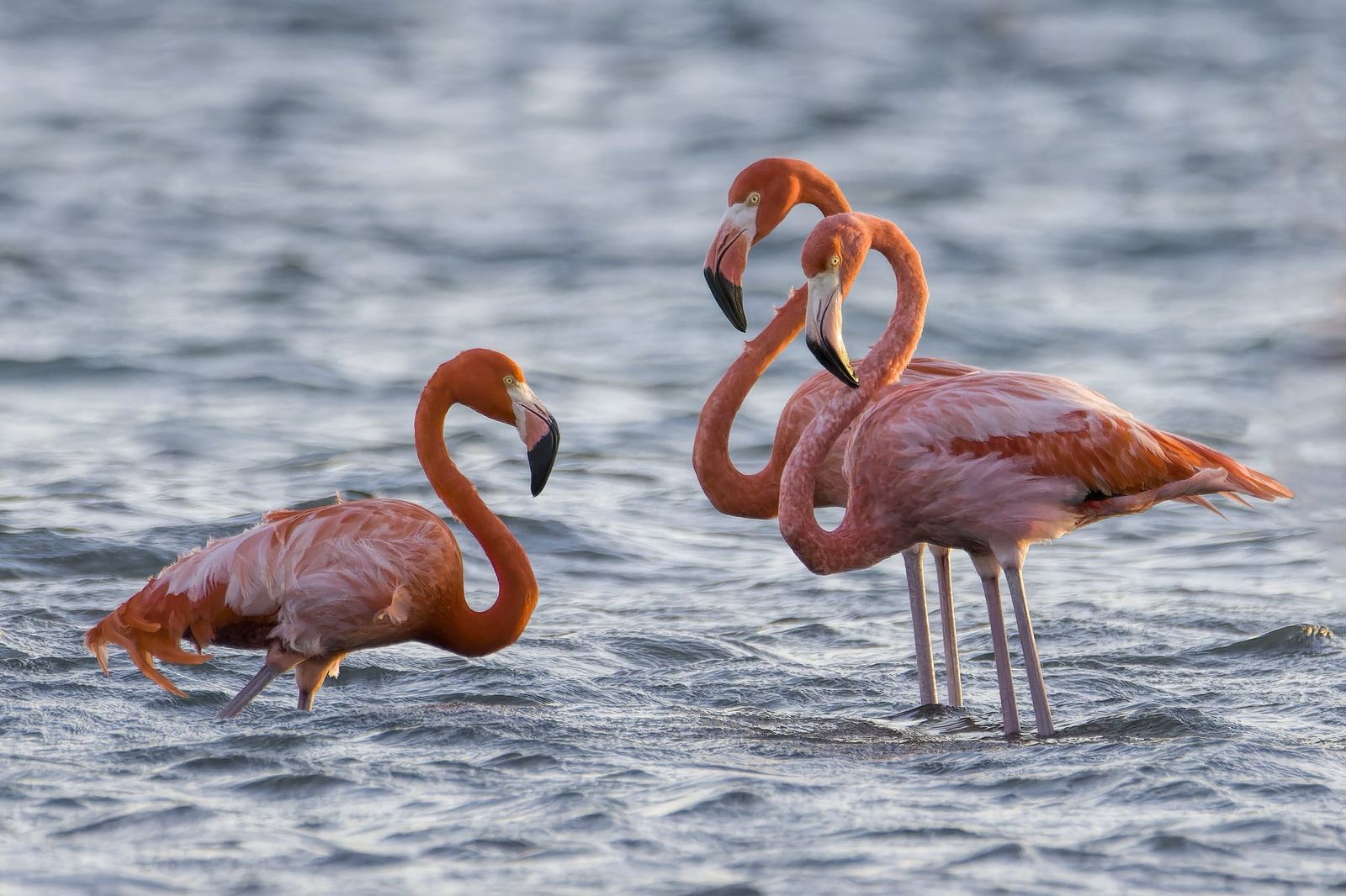 Flamenco - Fauna Dominicana