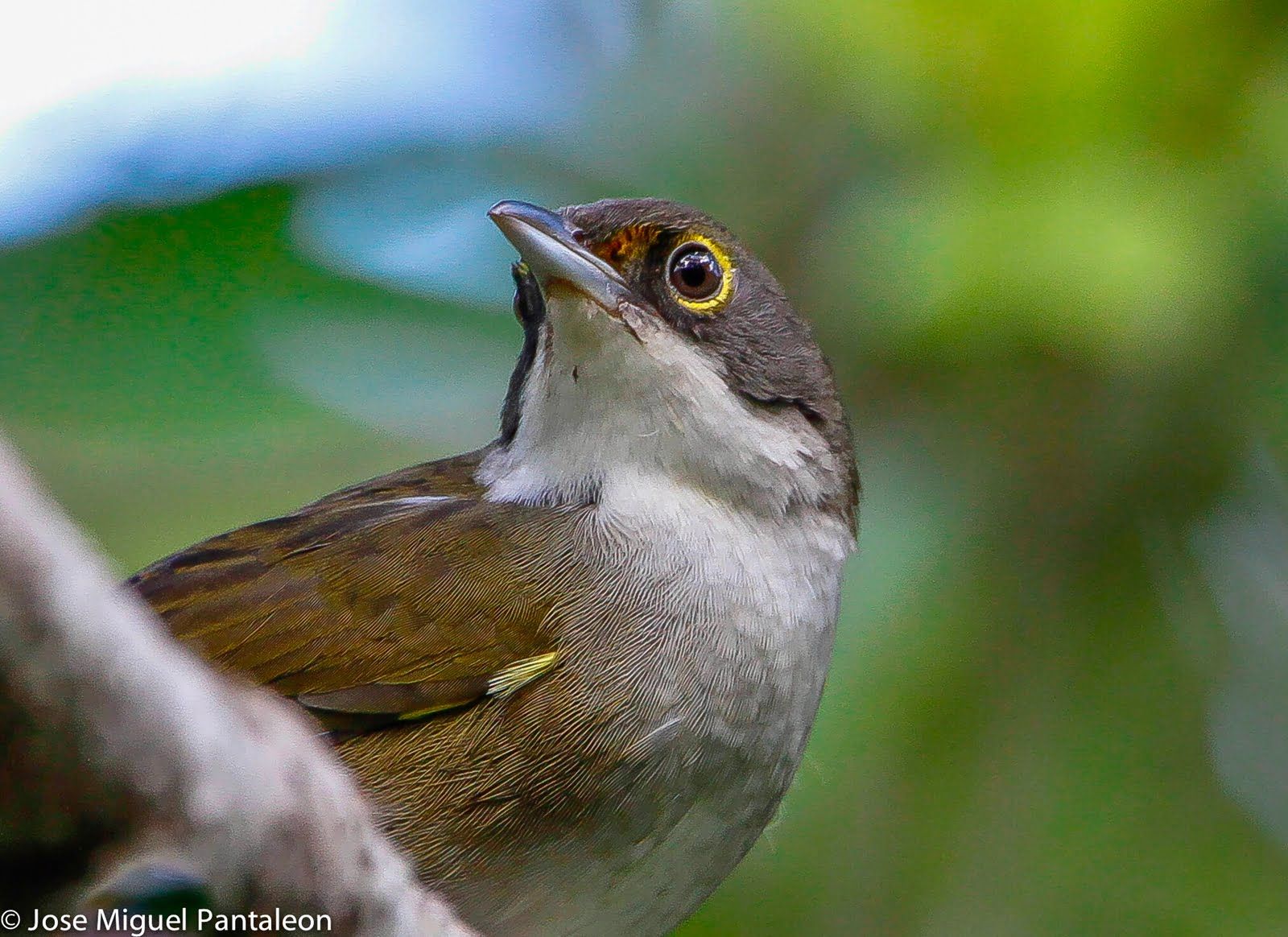 Chirrí de la Cordillera Central - Fauna Dominicana