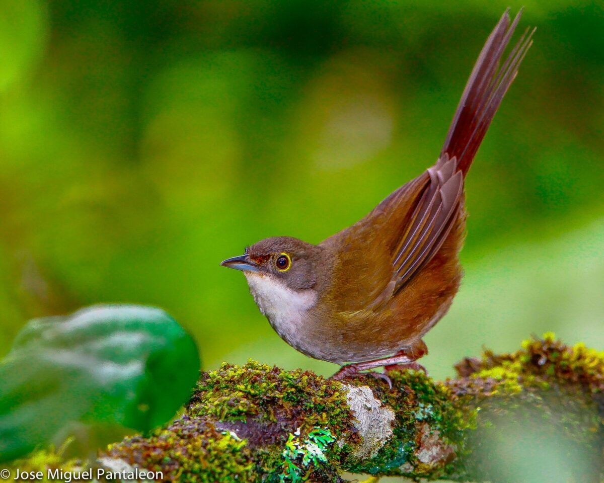 Chirrí de la Cordillera Central - Fauna Dominicana