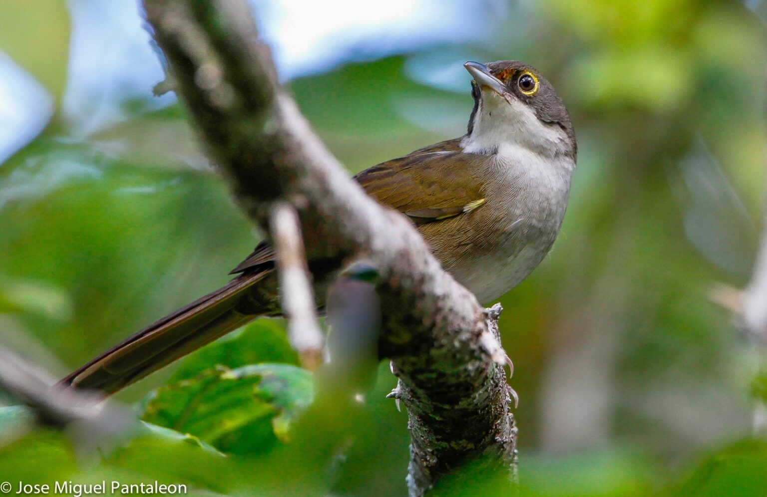 Chirrí de la Cordillera Central - Fauna Dominicana
