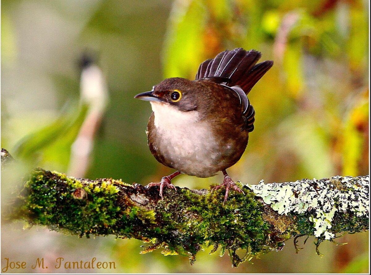Chirrí de la Cordillera Central - Fauna Dominicana