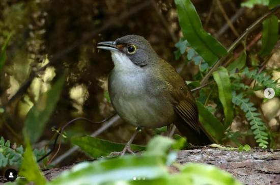 Chirrí de la Cordillera Central - Fauna Dominicana