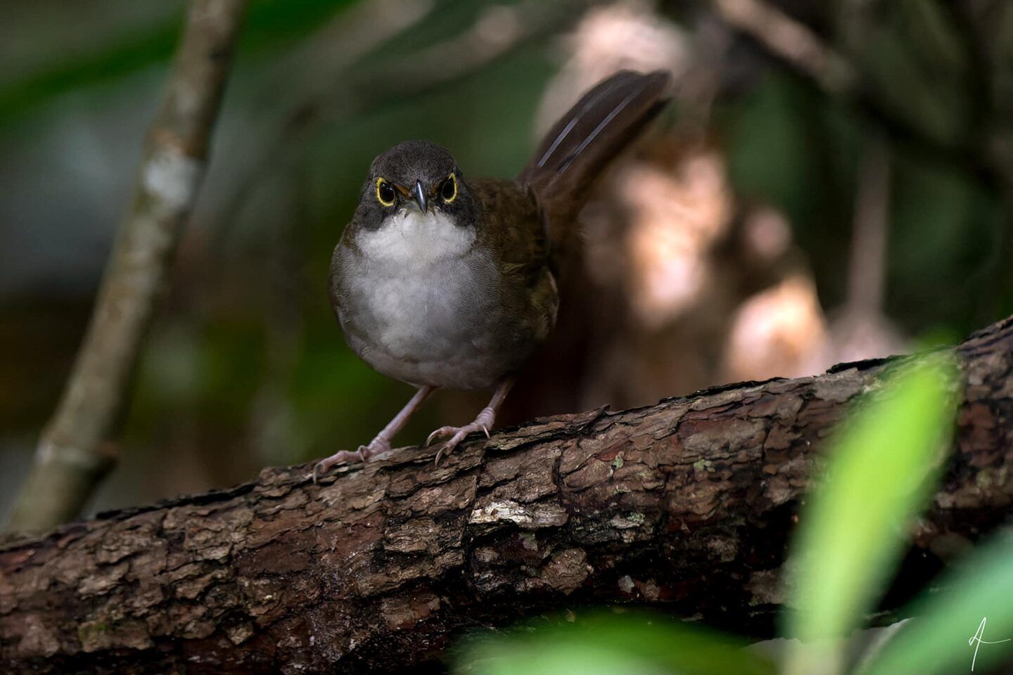 Chirrí de la Cordillera Central - Fauna Dominicana