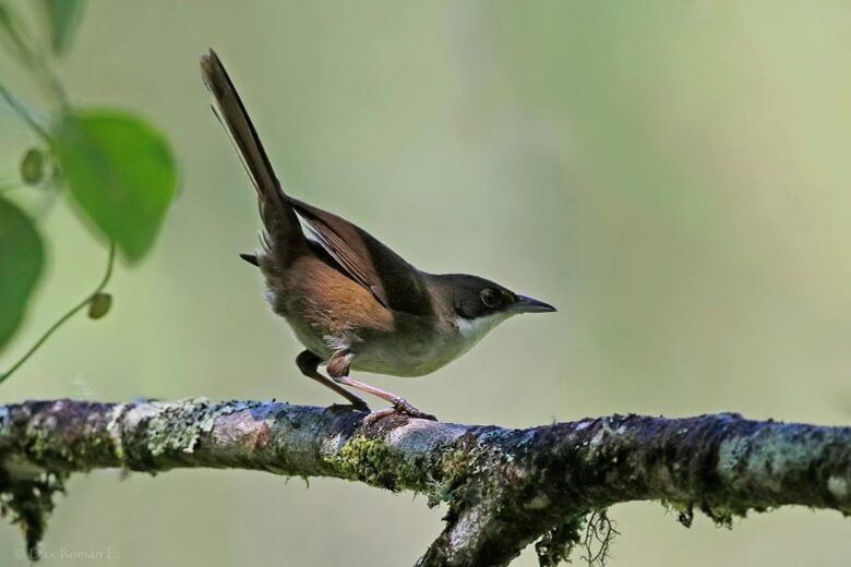 Chirrí de la Cordillera Central - Fauna Dominicana