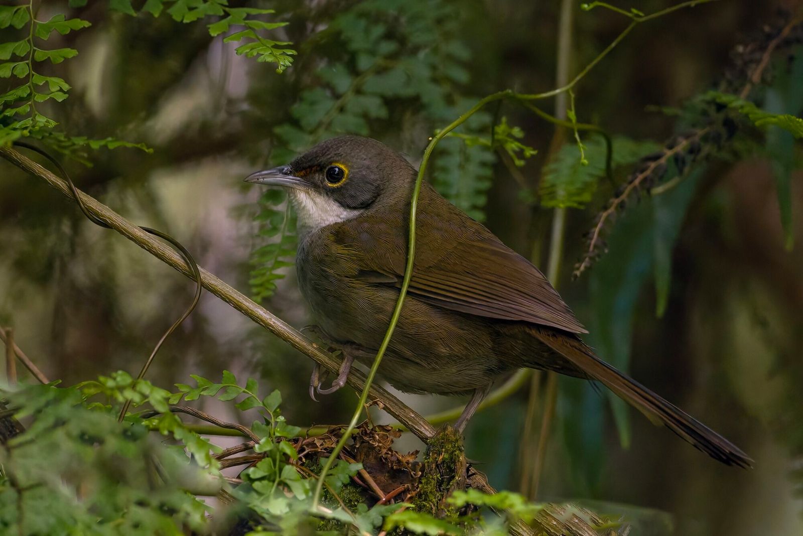 Chirrí de la Cordillera Central - Fauna Dominicana