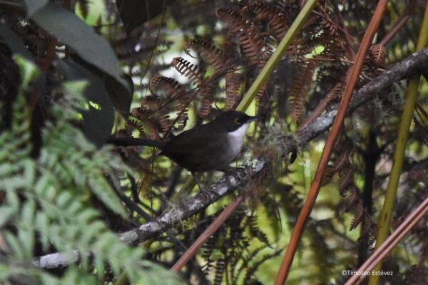 Chirrí de la Cordillera Central - Fauna Dominicana