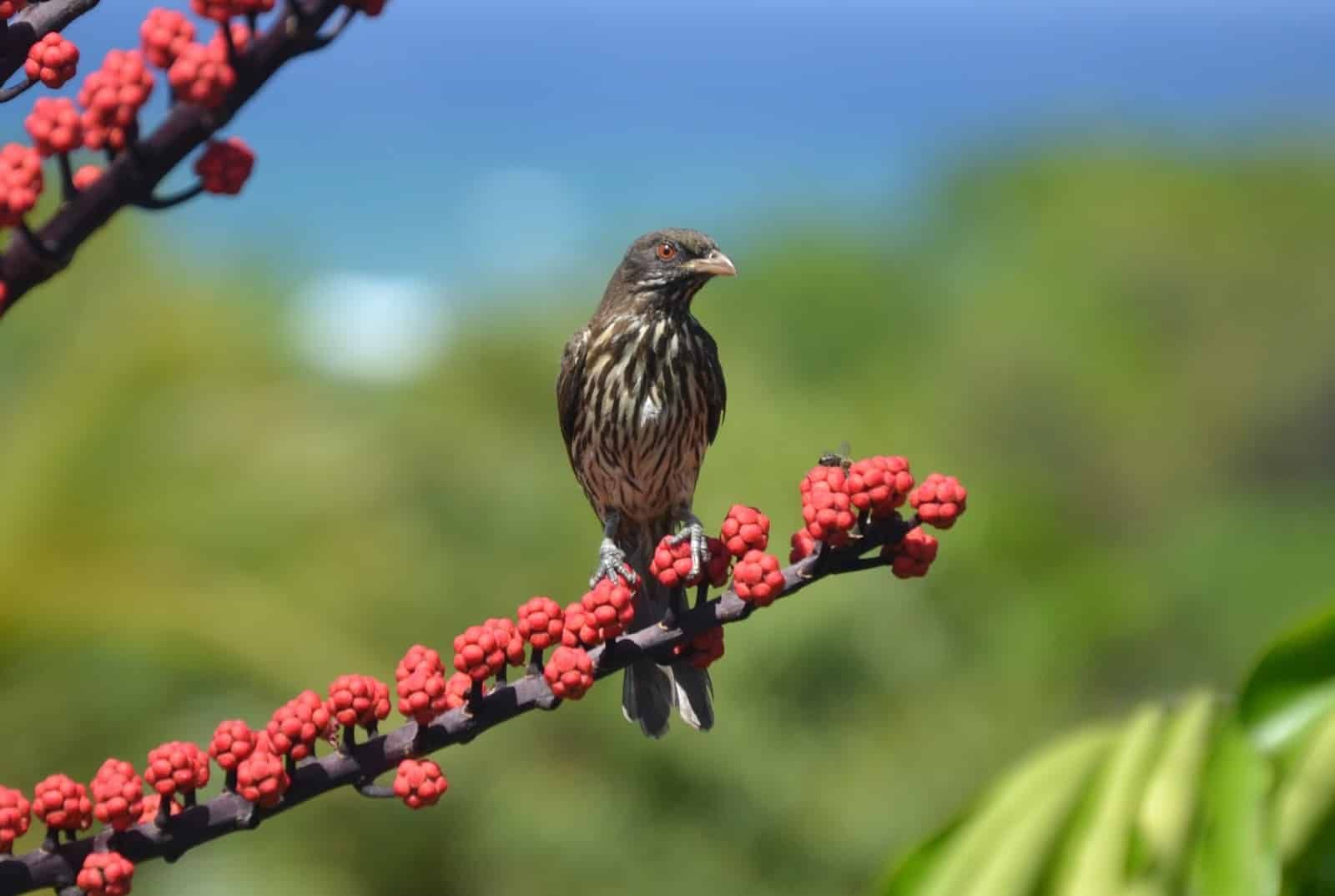 Cigua Palmera. - Fauna Dominicana