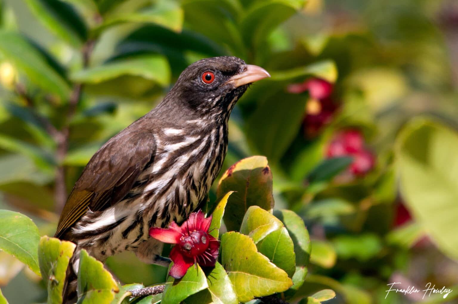 Cigua Palmera. - Fauna Dominicana