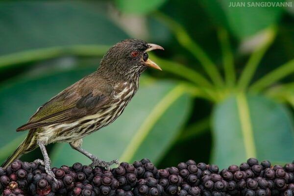Cigua Palmera. - Fauna Dominicana