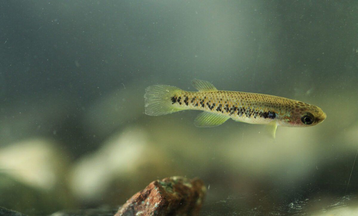Rivulus de la Española - Fauna Dominicana