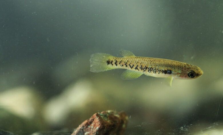 Rivulus de la Española - Fauna Dominicana