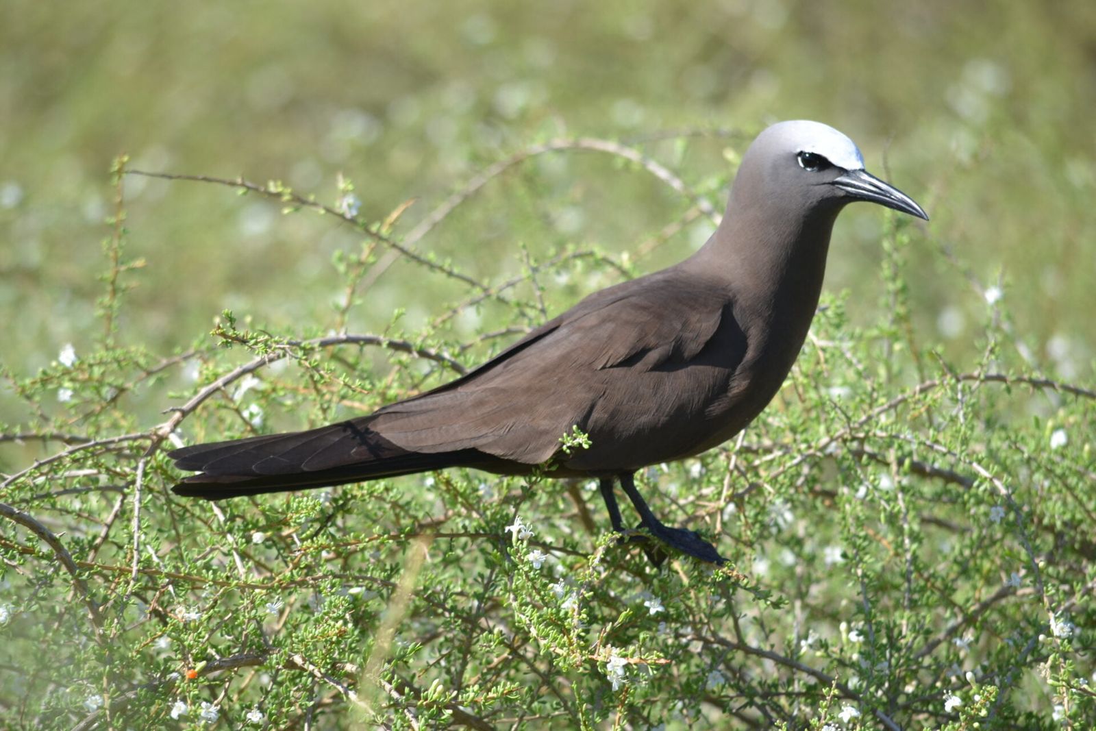 Servera - Fauna Dominicana