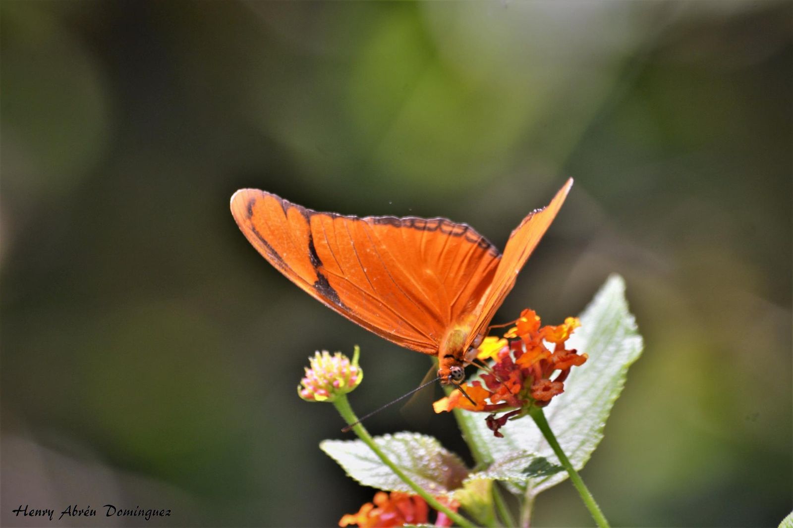Mariposa Flama - Fauna Dominicana