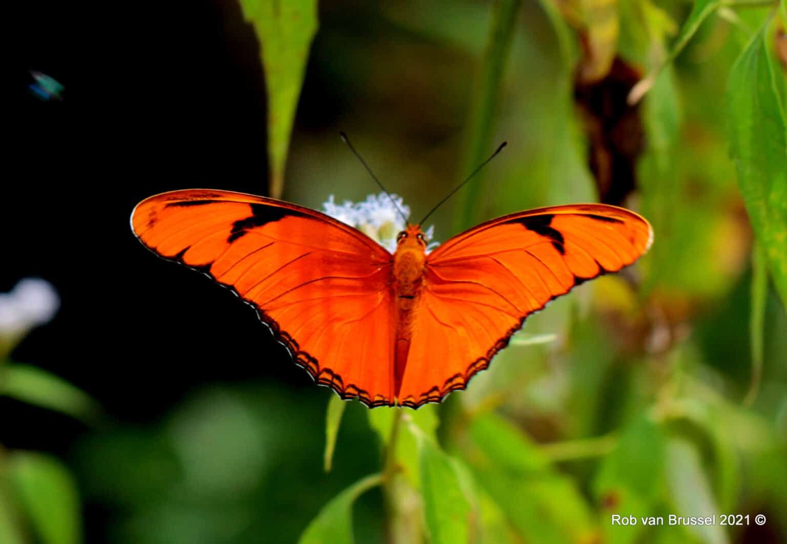 Mariposa Flama - Fauna Dominicana