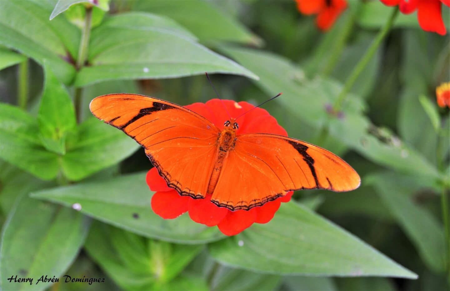 Mariposa Flama - Fauna Dominicana